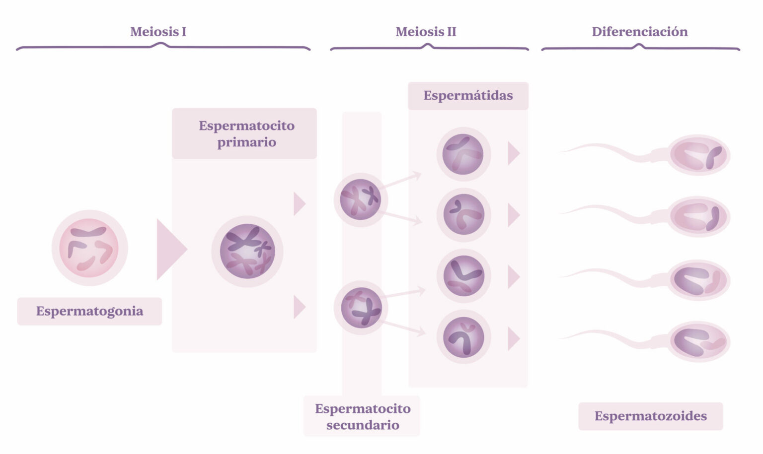 ¿Cómo se producen los espermatozoides? | Next Fertility